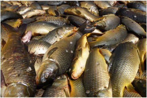 The National Carp Control Plan - Canberra Fishos
